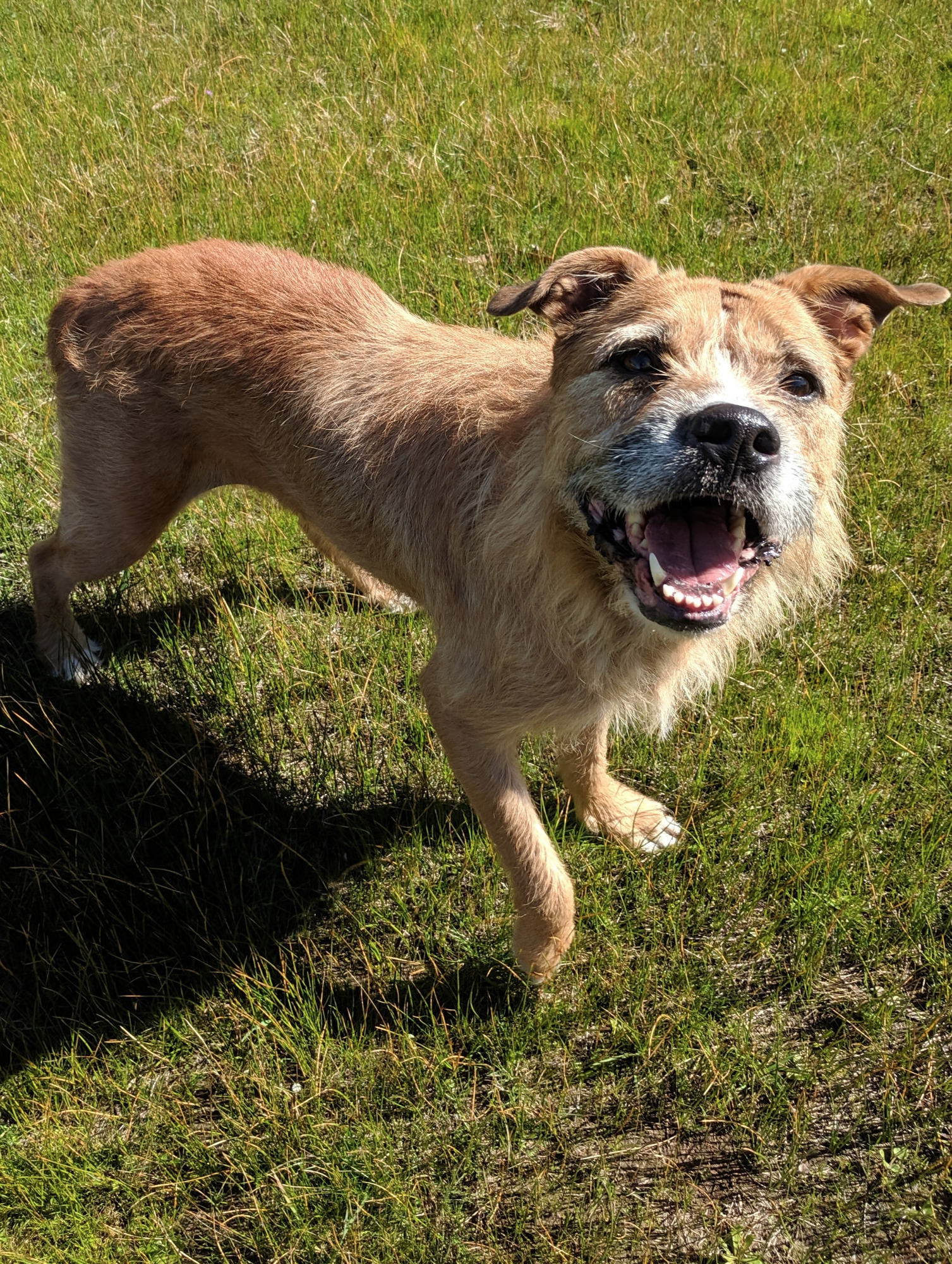 Wombat - Medium Female Cross breed Mix Dog in VIC - PetRescue