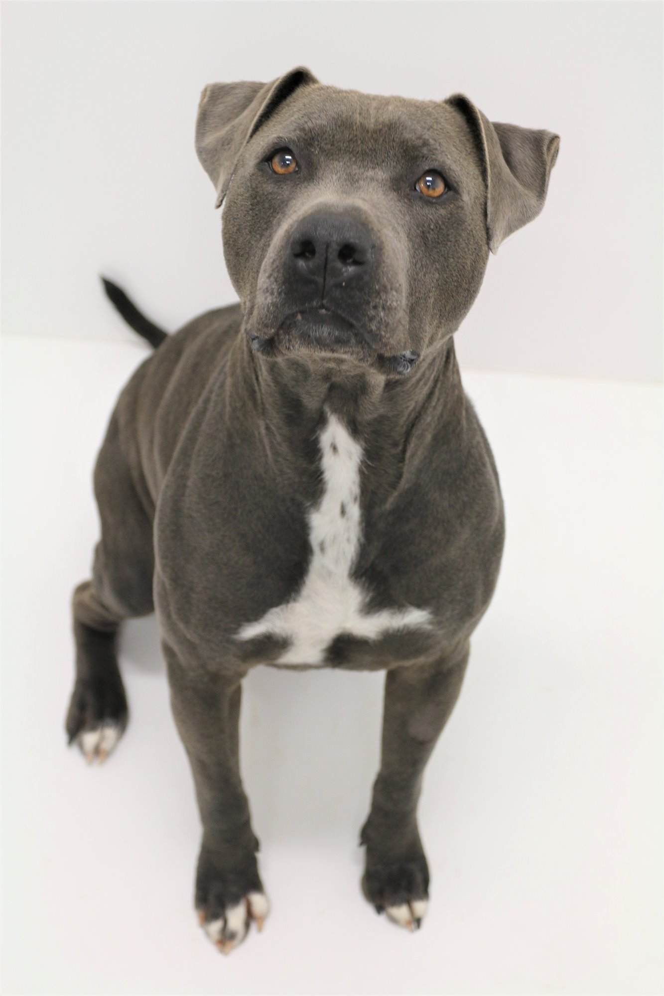 Star - Medium Female American Staffordshire Terrier Dog in NSW - PetRescue