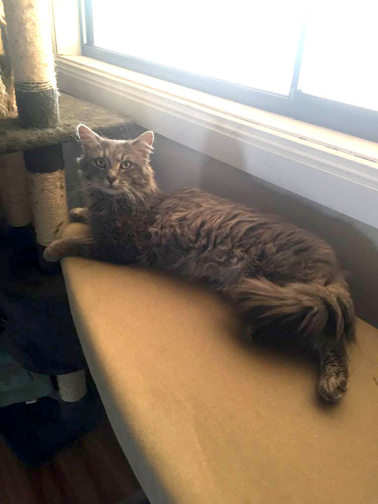 Payton - Male Domestic Medium Hair Cat in NSW - PetRescue