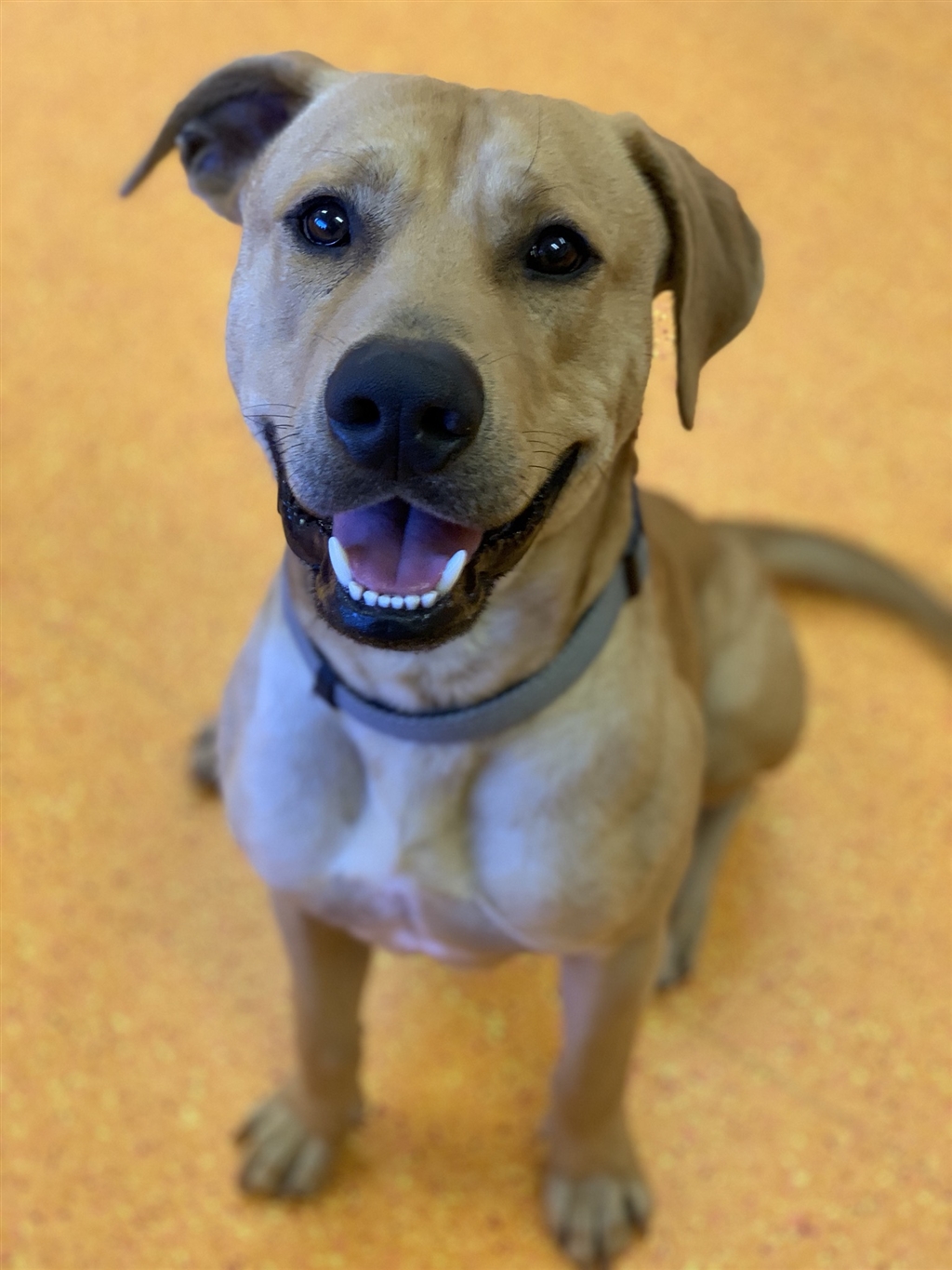 Harrison - Medium Male Rhodesian Ridgeback x American Staffordshire ...