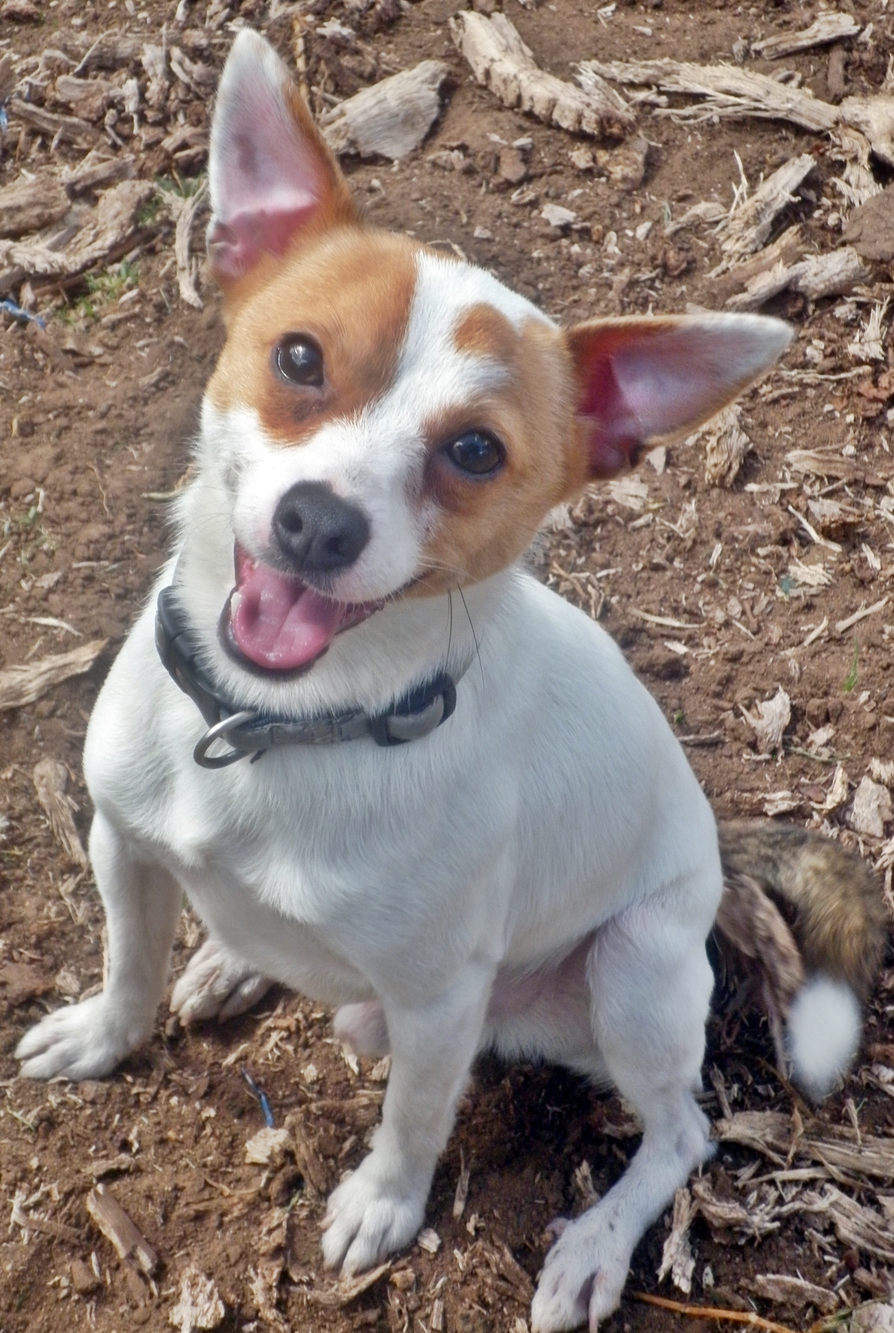 Harry - Small Male Jack Russell Terrier Dog in NSW - PetRescue