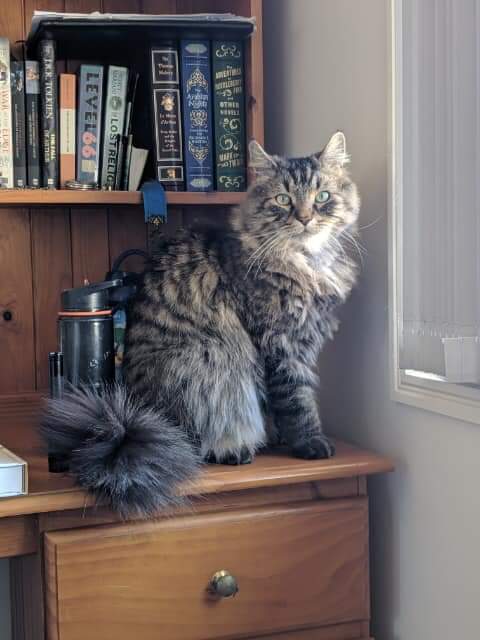 Tiger - Male Maine Coon Mix Cat in QLD - PetRescue