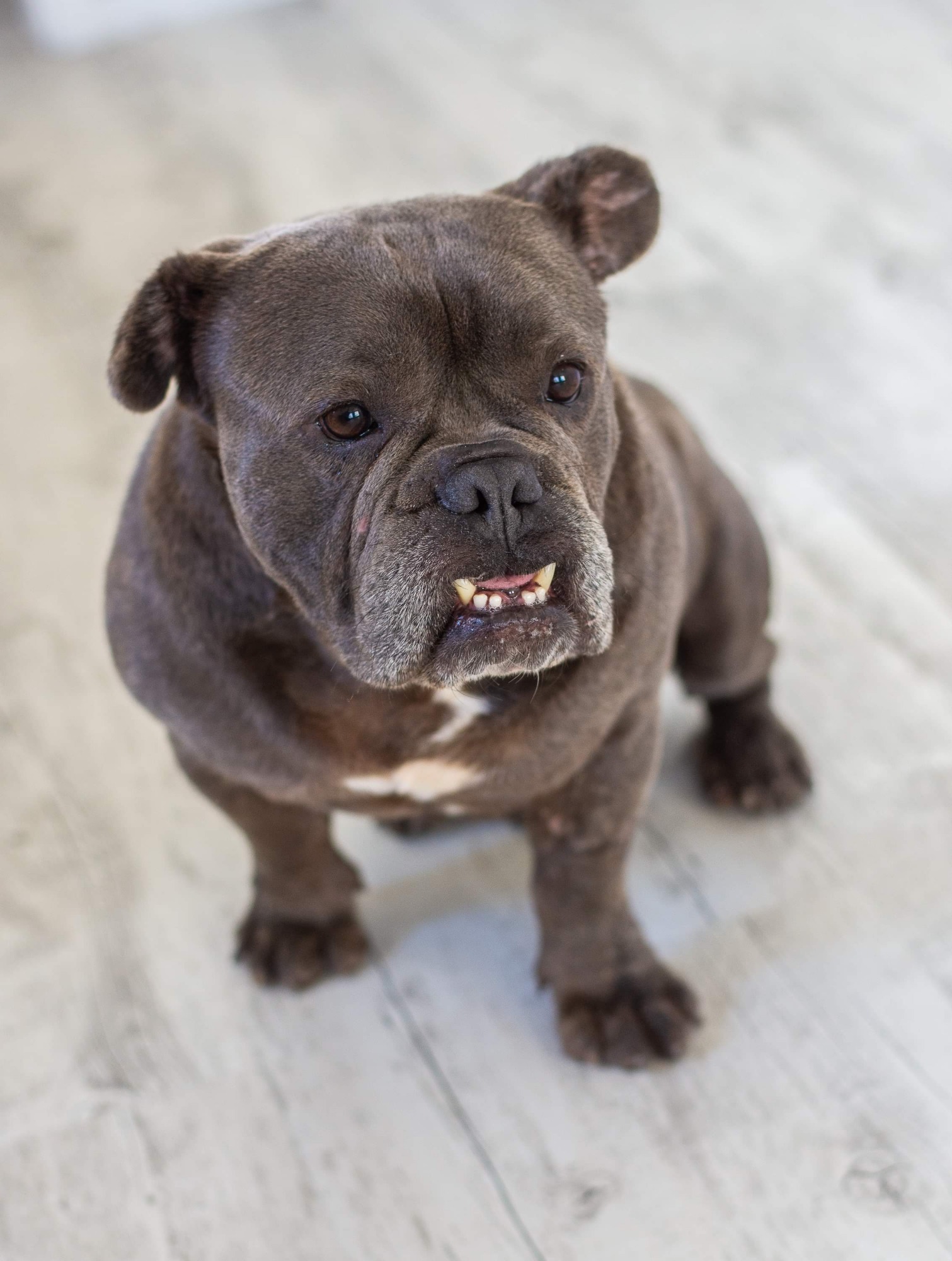 Griffin - Medium Male British Bulldog Mix Dog in NSW - PetRescue