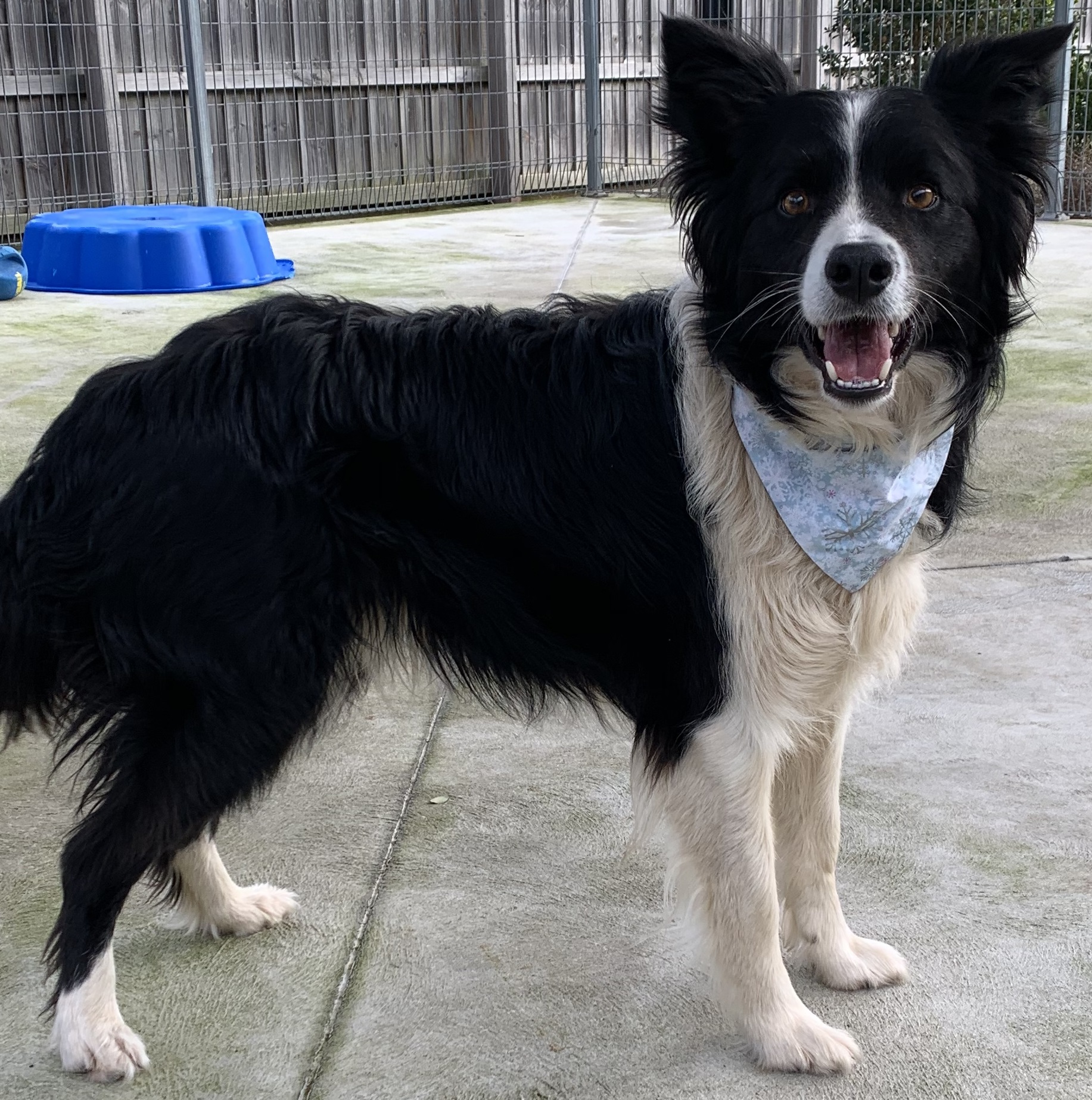 Milo - Medium Male Border Collie Dog in VIC - PetRescue