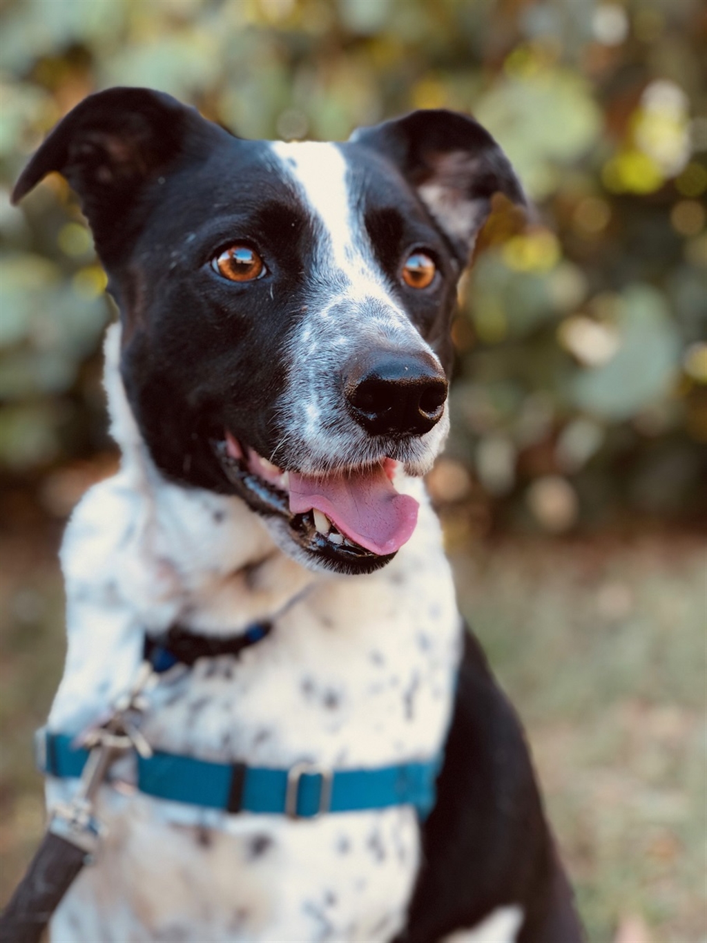 Sadie - Medium Female Australian Cattle Dog x Border Collie Mix Dog in ...
