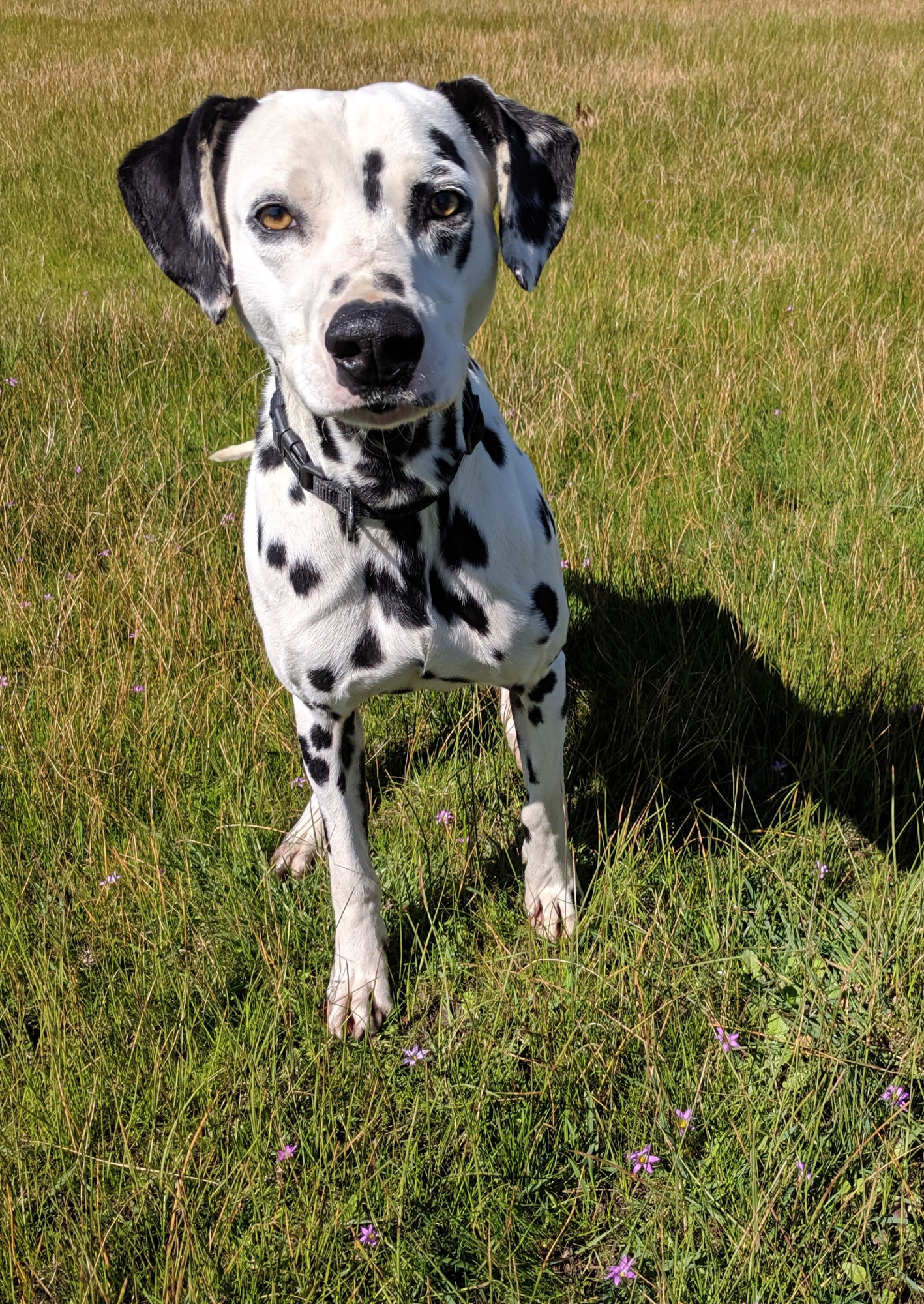 Lucky - Medium Male Dalmatian Dog in VIC - PetRescue