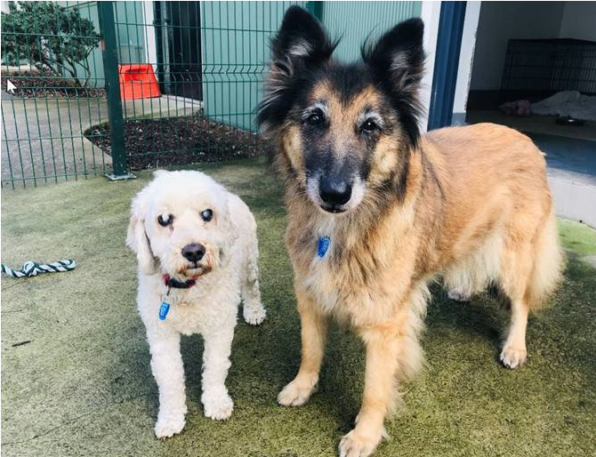 RSPCA Sydney Shelter (Yagoona) - PetRescue