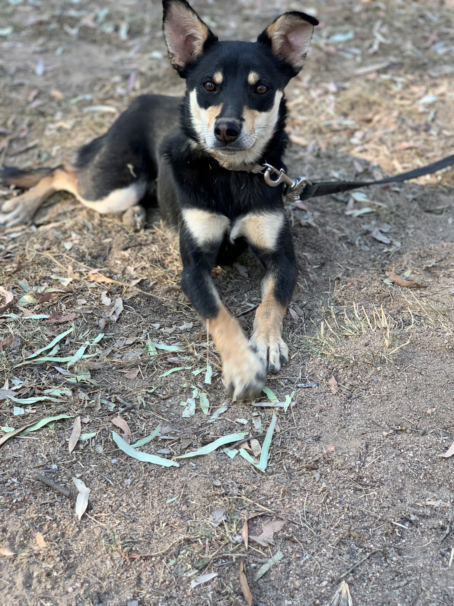 Thea - Medium Female Kelpie Dog in QLD - PetRescue