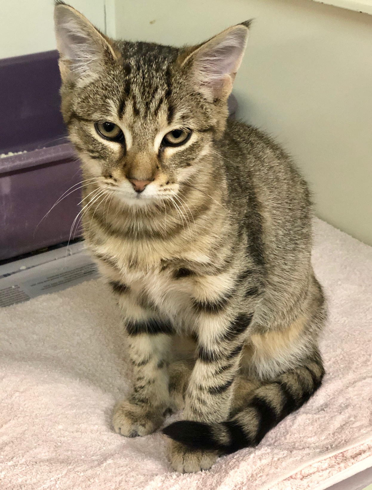 Dwight - Male Domestic Short Hair Cat in NSW - PetRescue