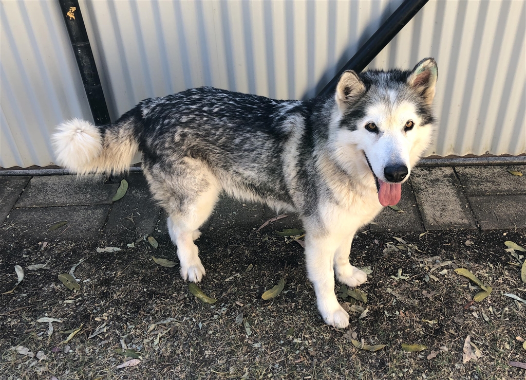 RSPCA Gympie - PetRescue