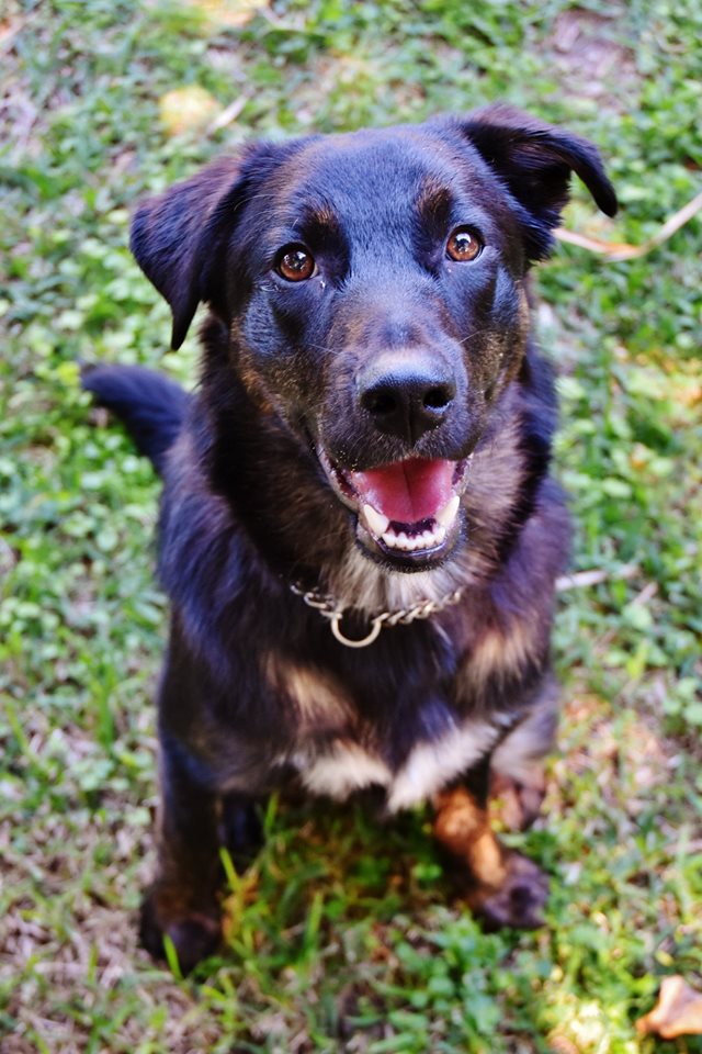 Brock - Large Male Rottweiler x Border Collie Mix Dog in QLD - PetRescue