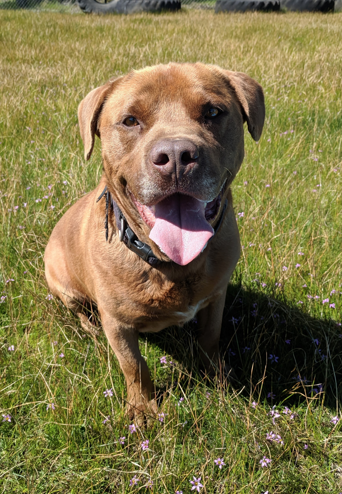 Hodgie - Medium Male Labrador x Staffy Mix Dog in VIC - PetRescue