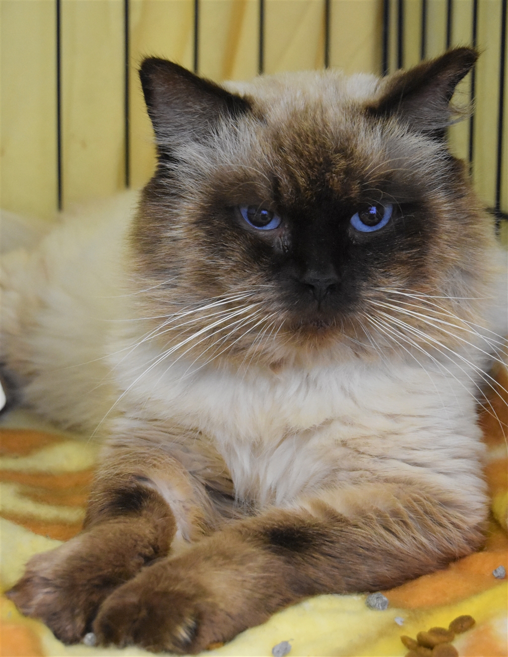 Cosmo - Male Birman Mix Cat in QLD - PetRescue