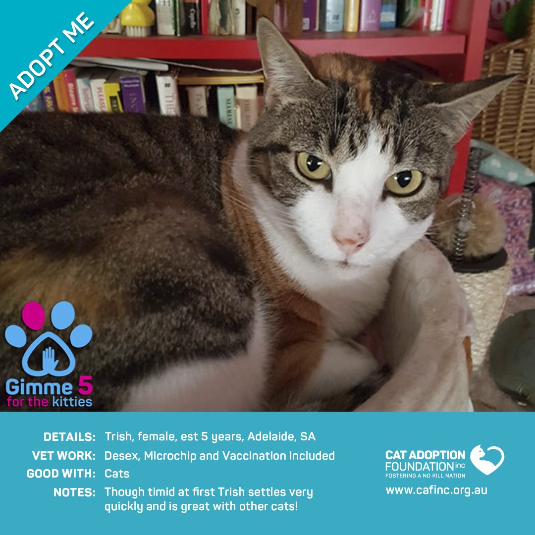 Trish - Female Domestic Short Hair Cat in SA - PetRescue