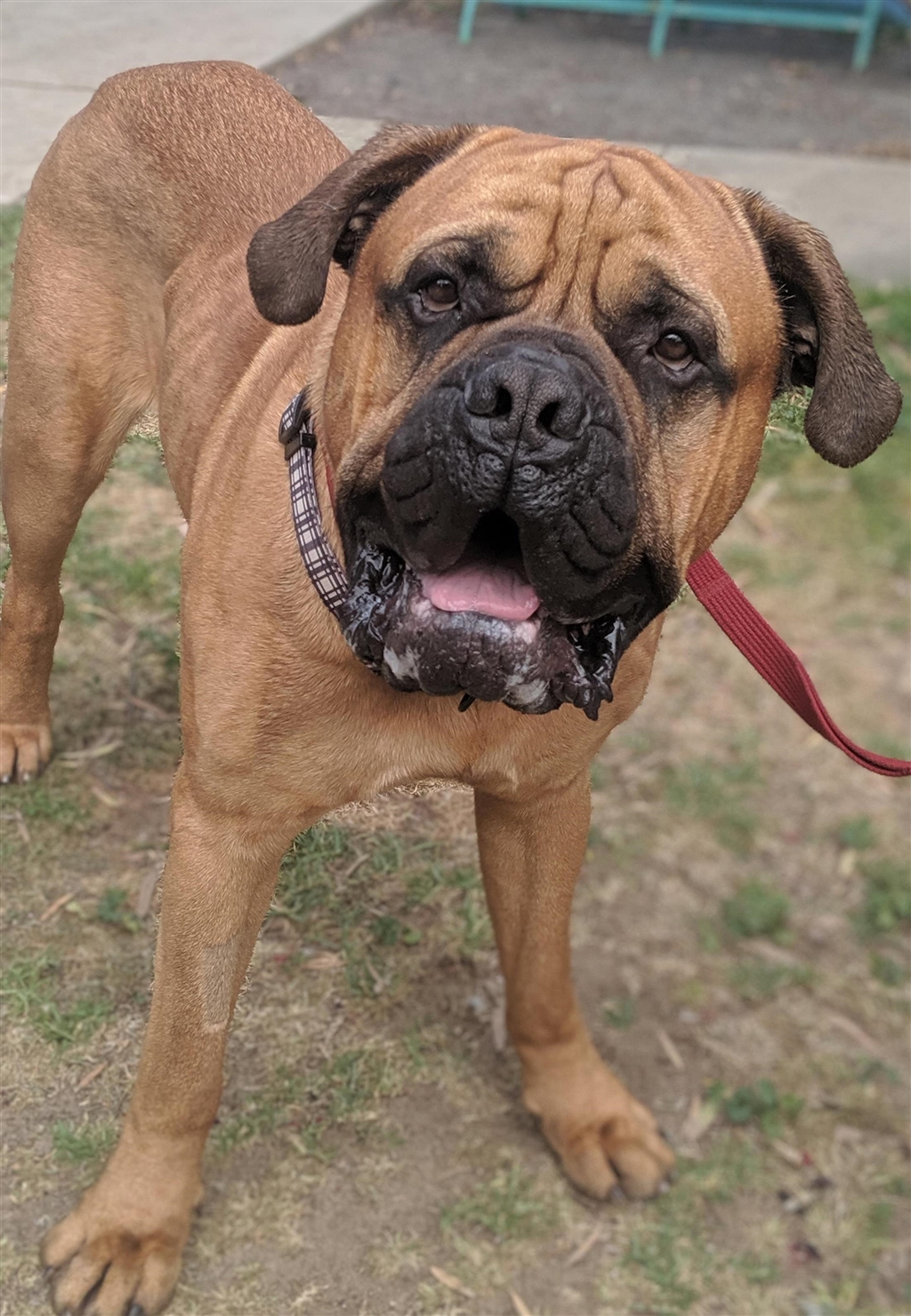 Hudson - Large Male Bullmastiff Mix Dog in SA - PetRescue