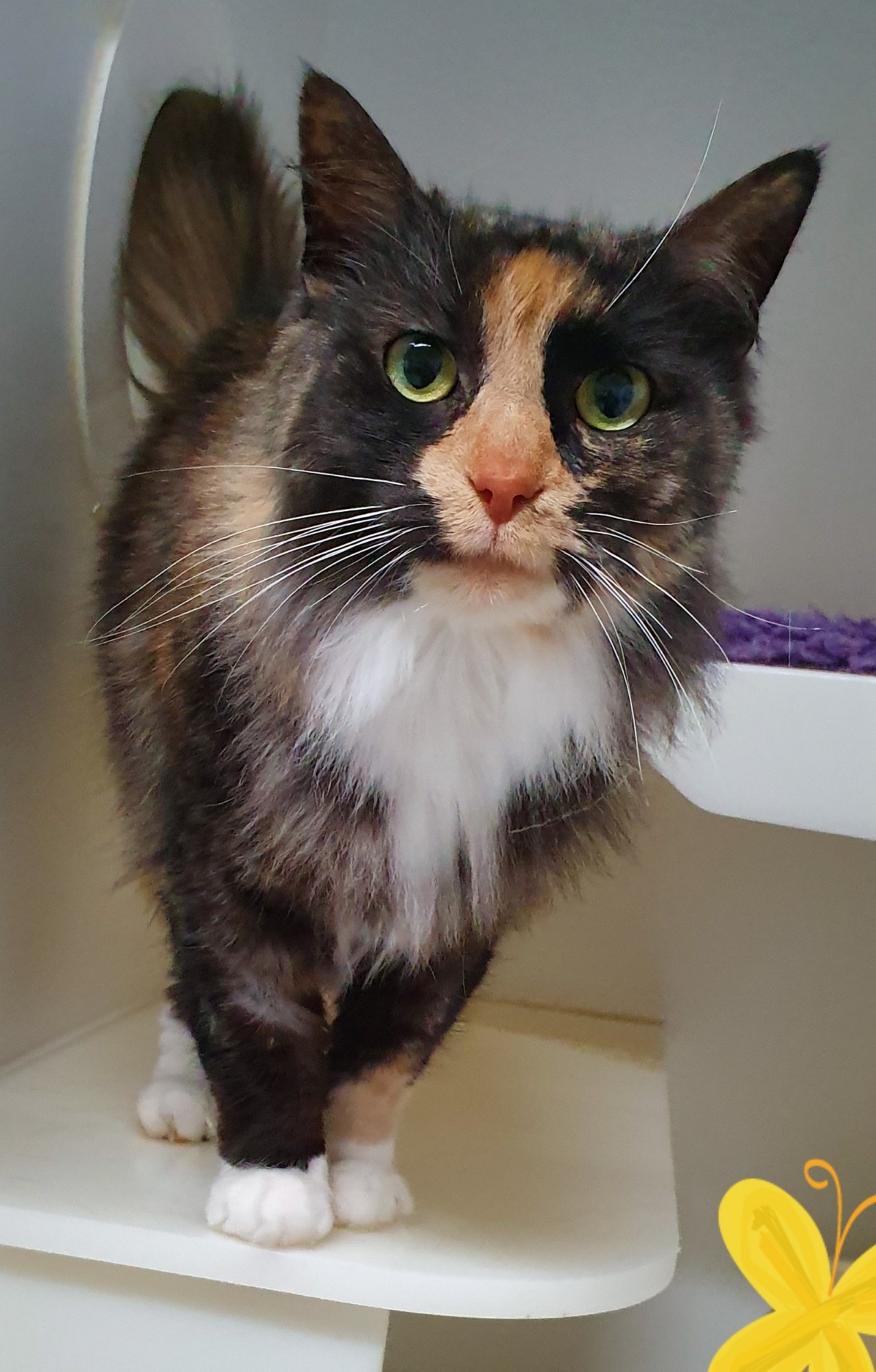 Melrose - Female Domestic Medium Hair Cat in VIC - PetRescue