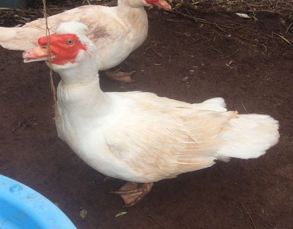 Billyjoe - Male Muscovy Duck Mix Fowl in QLD - PetRescue