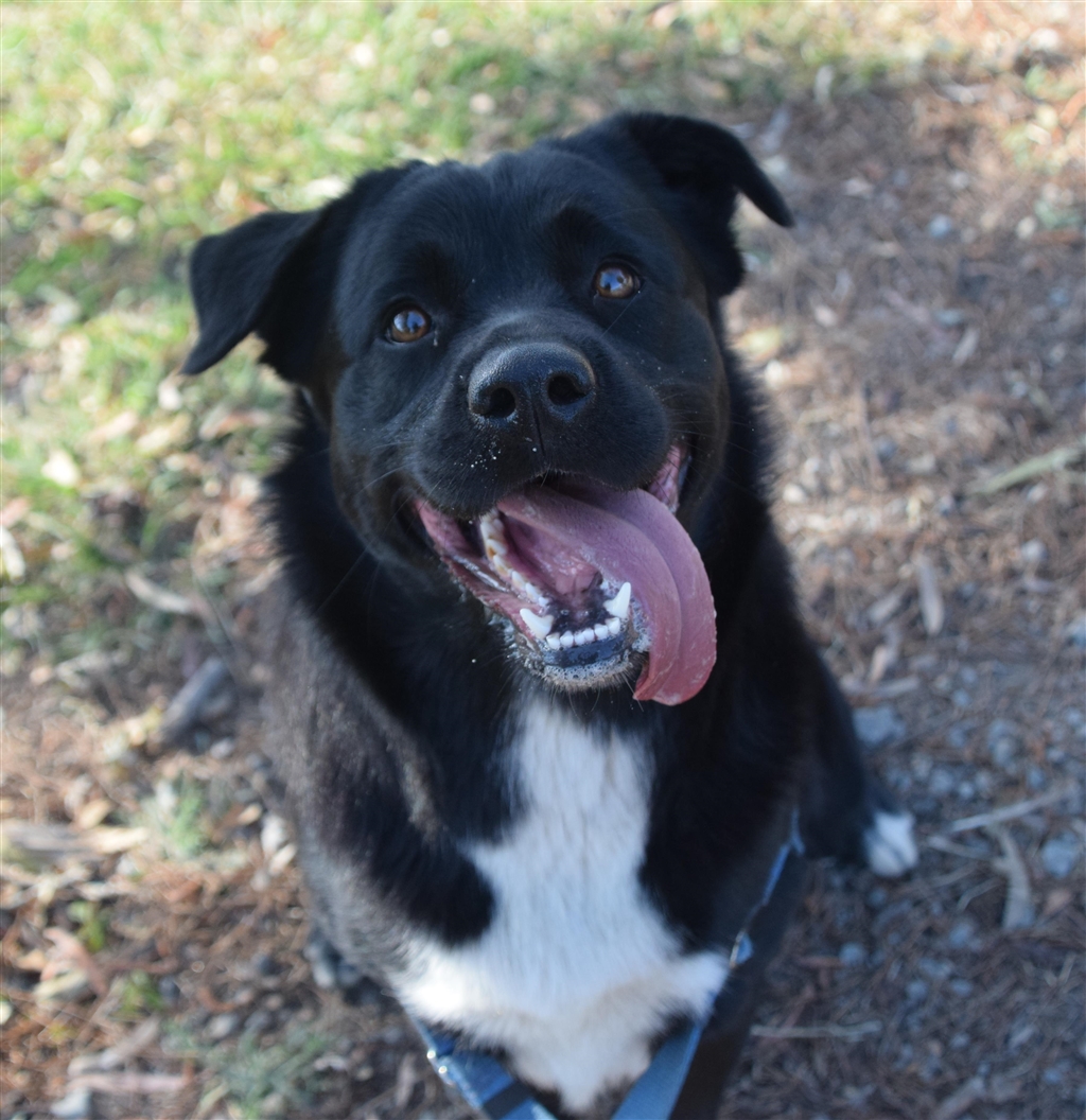 Marlow - Large Female Border Collie x Rottweiler Mix Dog in QLD - PetRescue