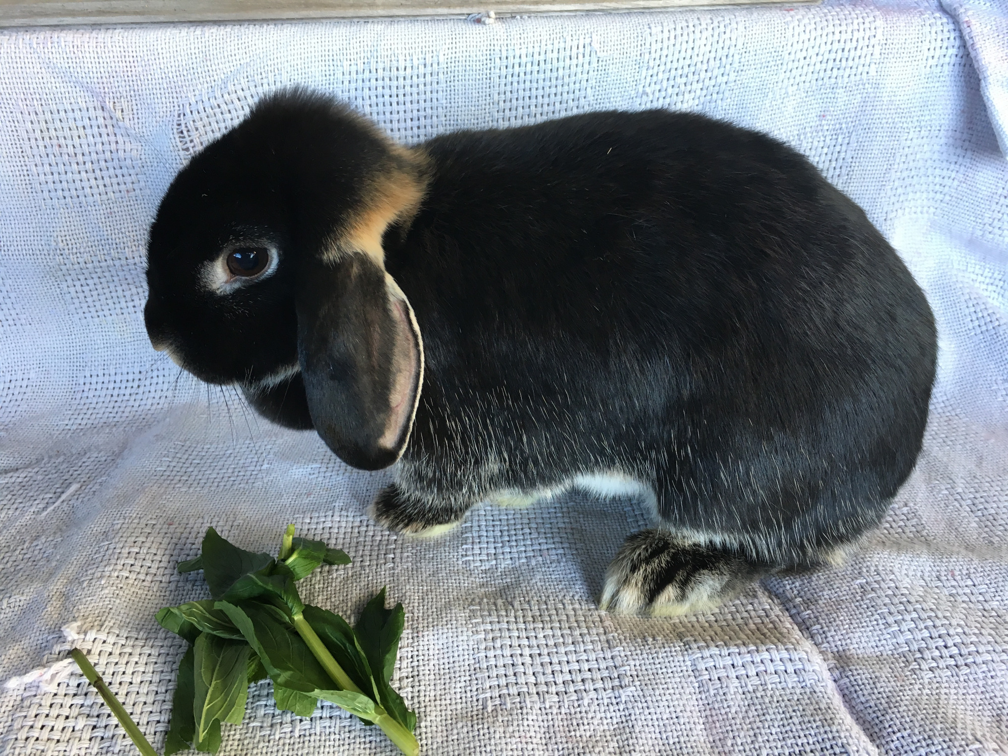 Pixie - Female Rabbit in NSW - PetRescue
