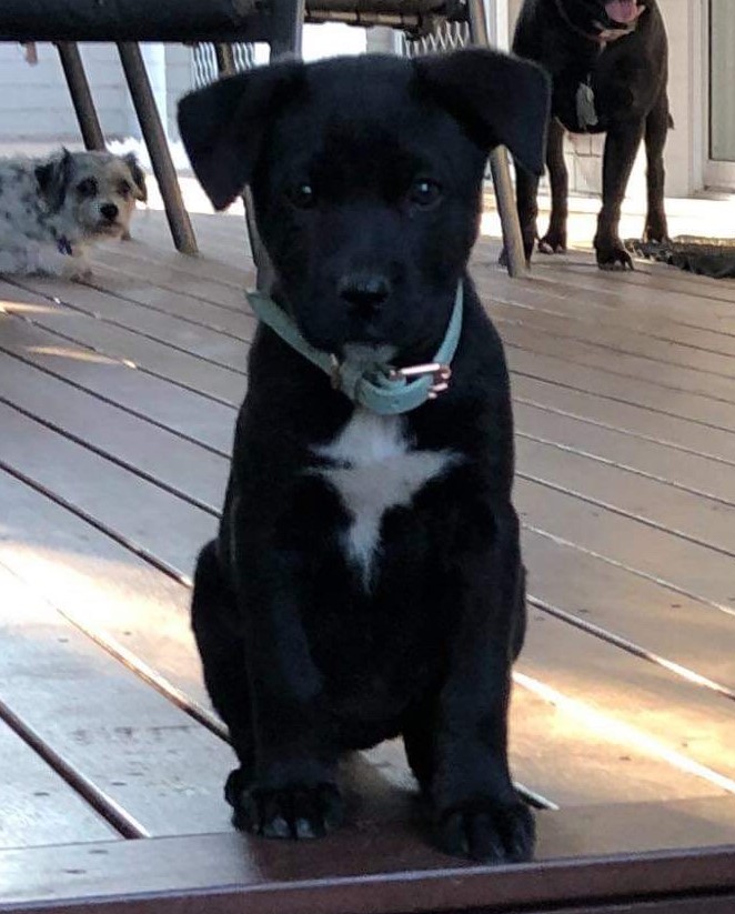 Stella - Large Female Border Collie x Neapolitan Mastiff Mix Dog in QLD ...