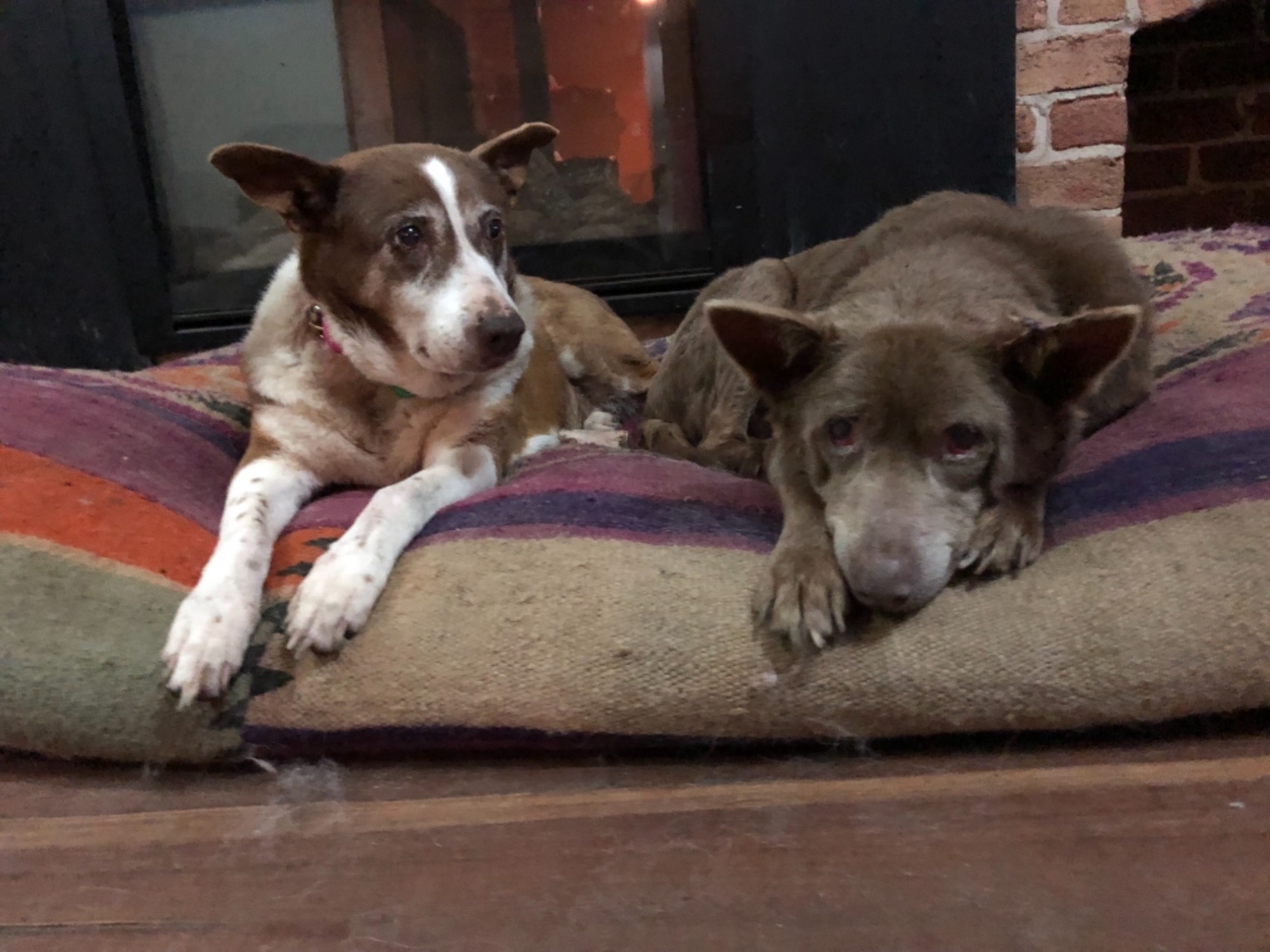 Tiki Animal Rescue - PetRescue