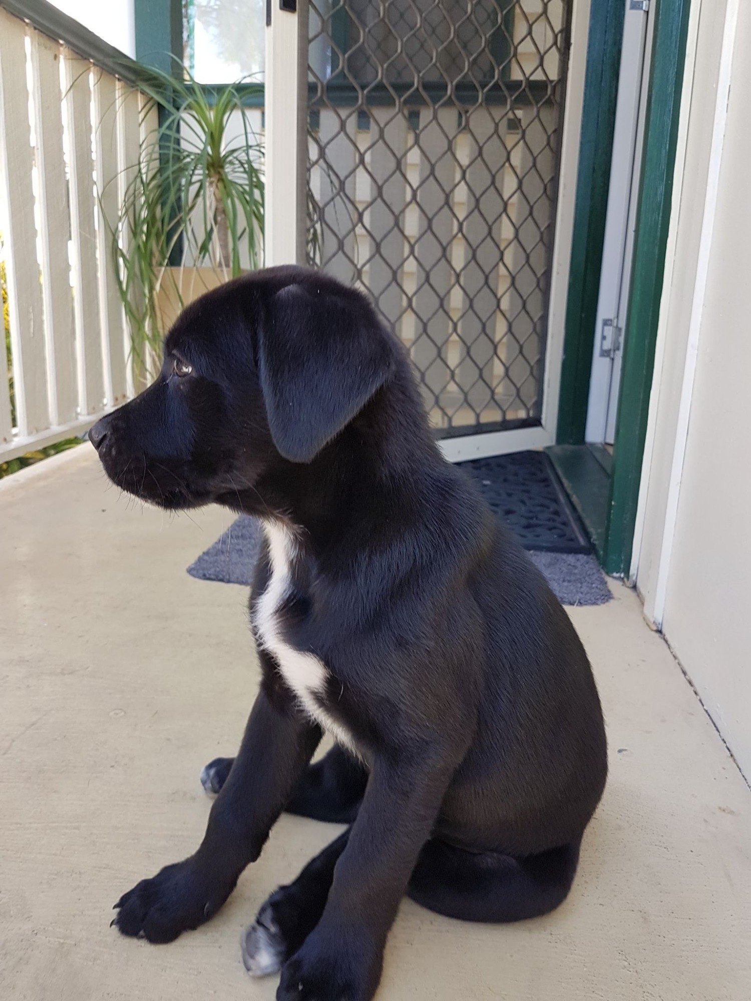 Jocko - Large Male Border Collie x Neapolitan Mastiff Mix Dog in QLD ...