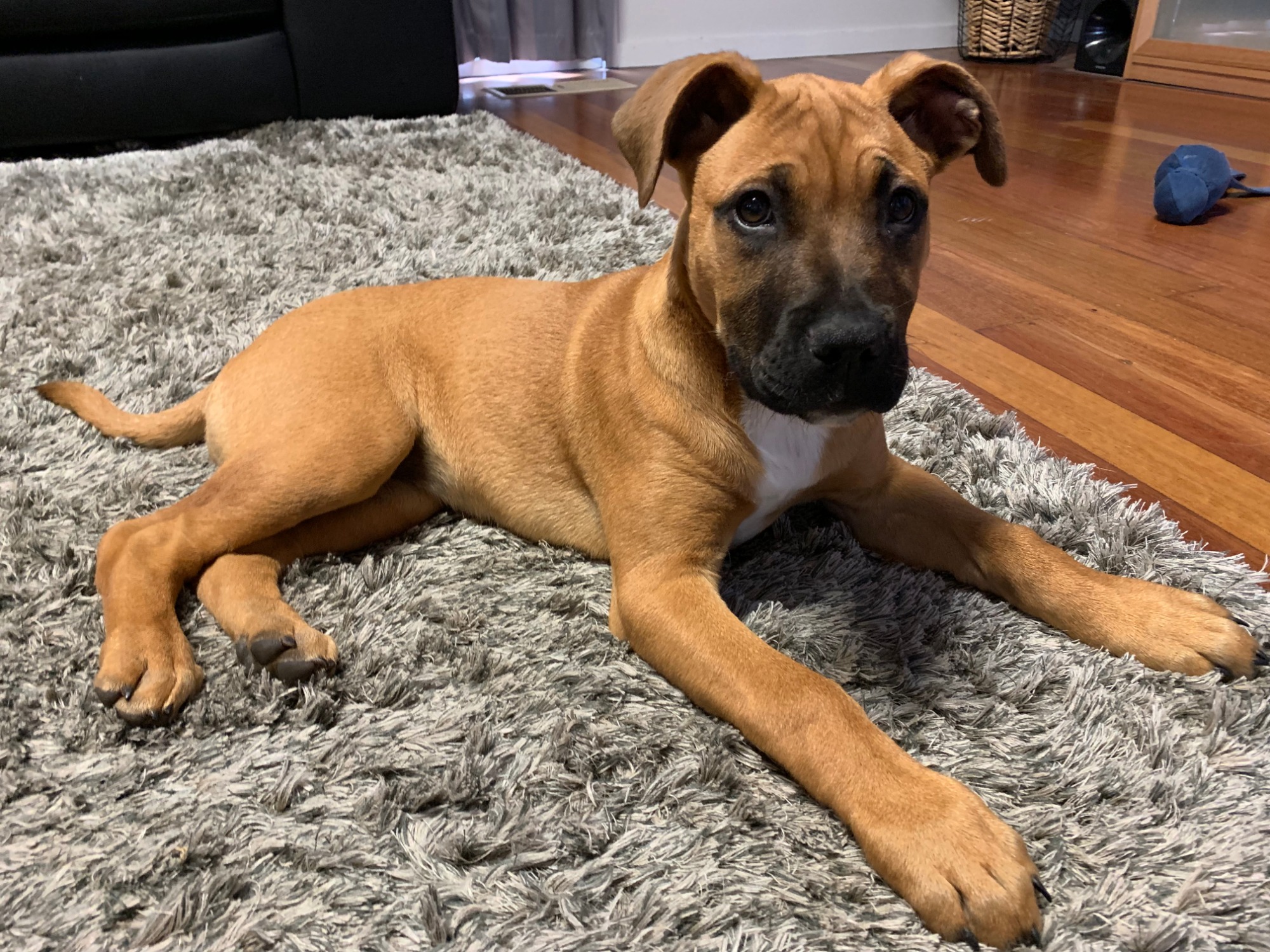 Roxy ~ Staffy X Ridgeback (on trial 30/9/19) - Medium Female Staffy x ...