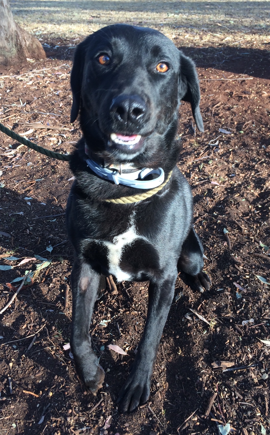 Luna - Medium Female Australian Stumpy Tail Cattle Dog x Labrador ...