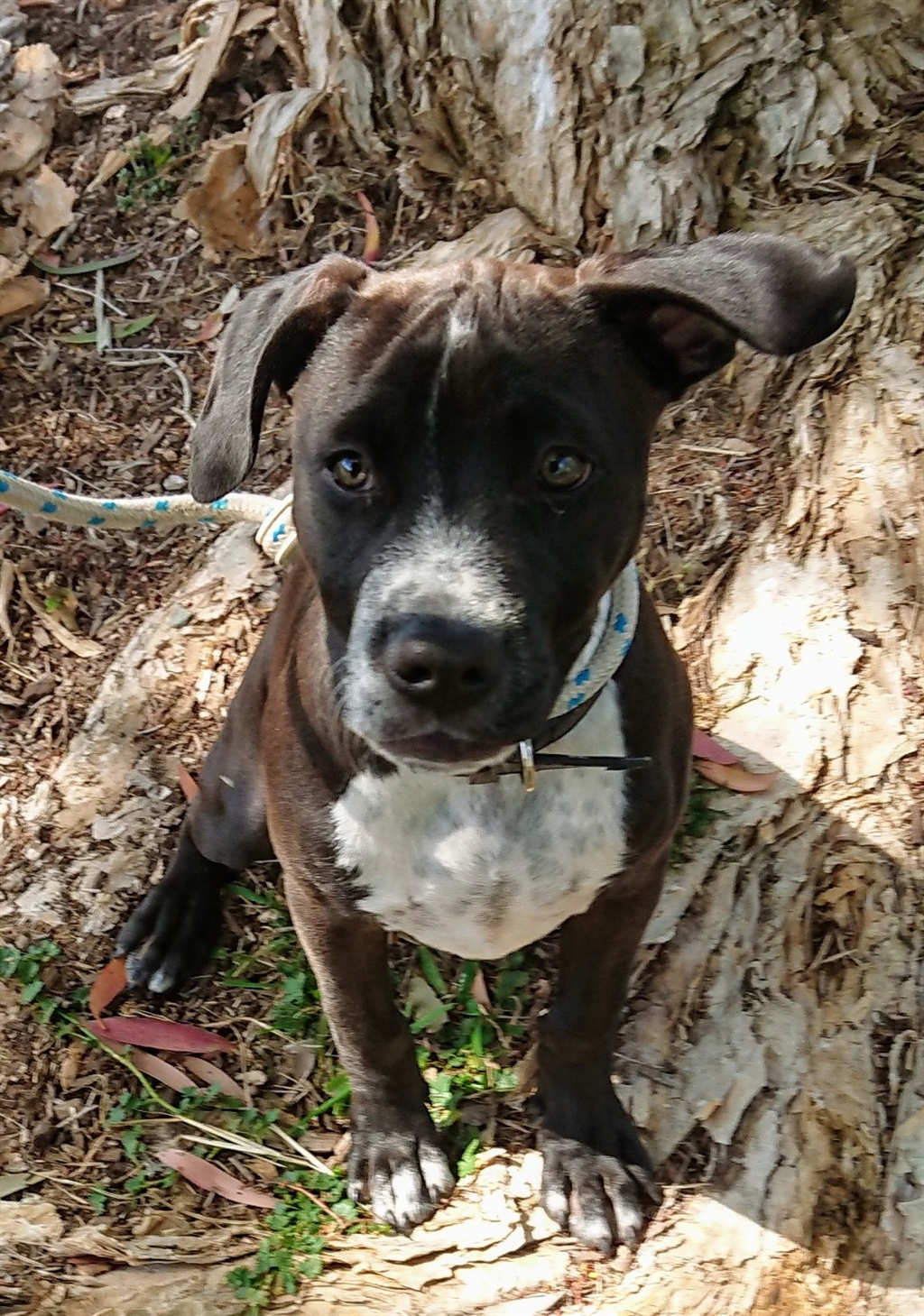 Archer - Medium Male Australian Stumpy Tail Cattle Dog x American ...