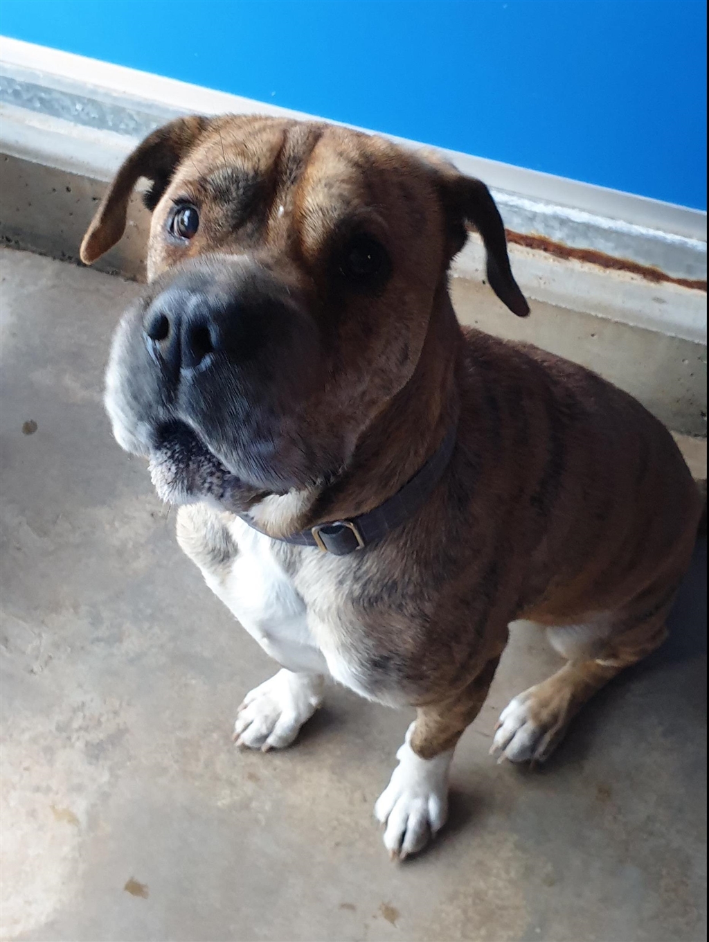 Stitch - Medium Male Boxer x Shar Pei Mix Dog in QLD - PetRescue