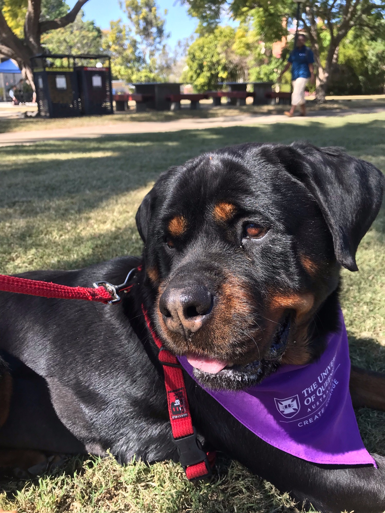 Priya - Large Female Rottweiler Dog in QLD - PetRescue