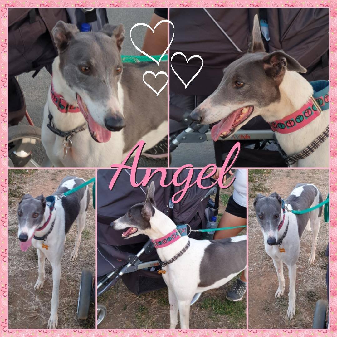 Angel - Large Female Greyhound Dog in NSW - PetRescue