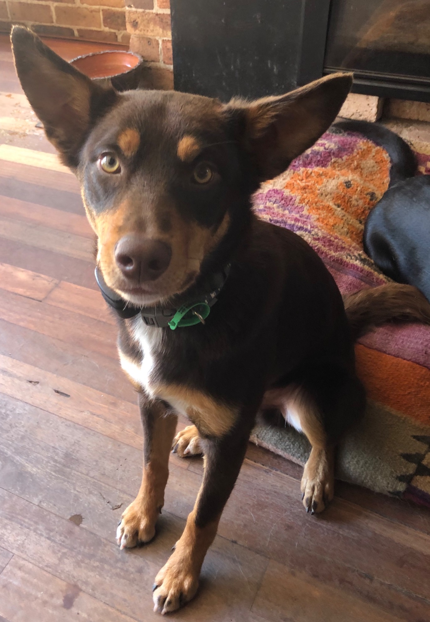 Terry - Medium Male Kelpie Dog in NSW - PetRescue