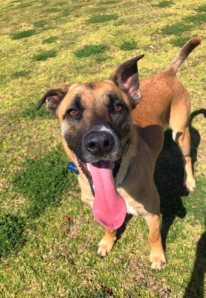 Skipper 😍 - Medium Male Kelpie x Rhodesian Ridgeback Mix Dog in QLD ...