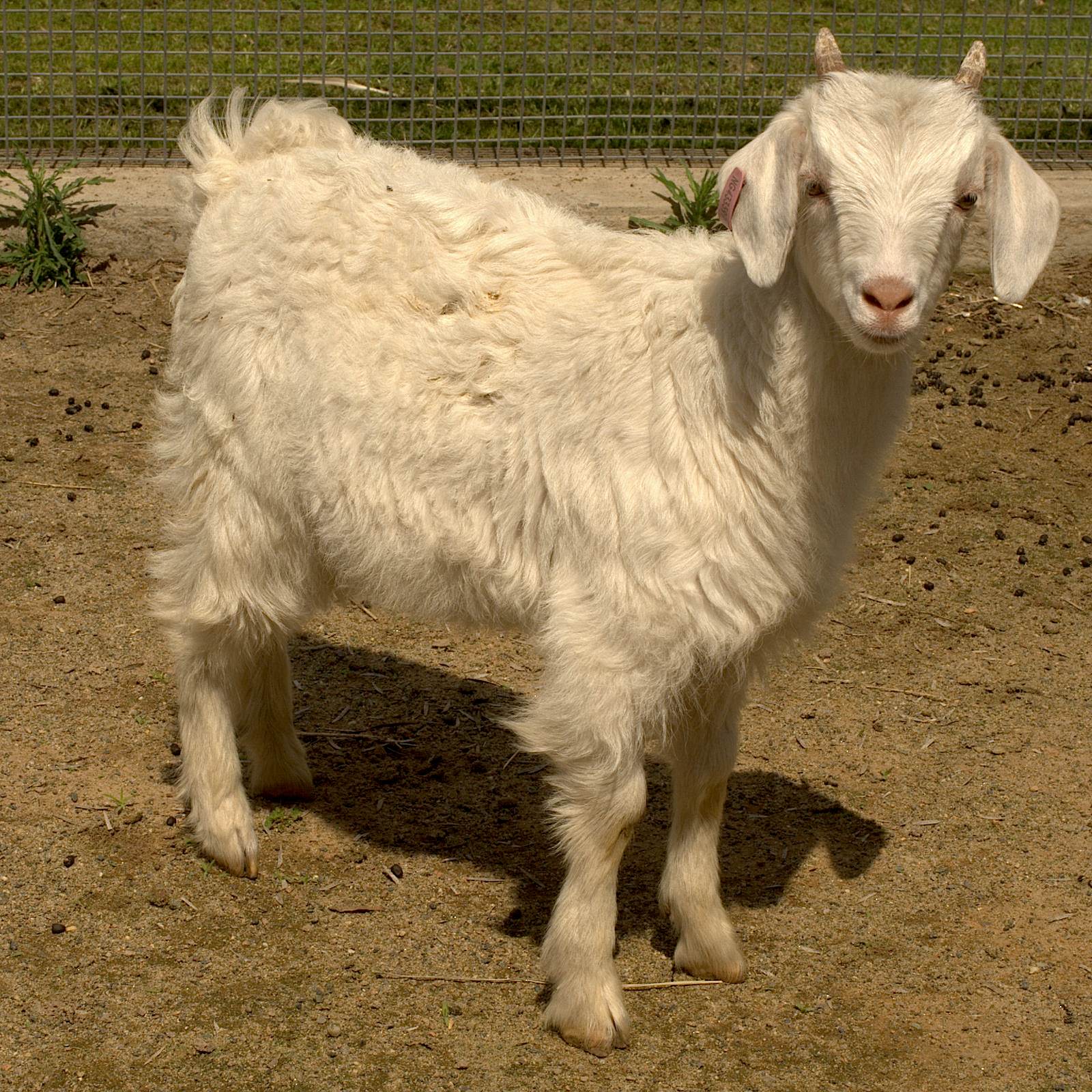 Melody - Female Goat in NSW - PetRescue