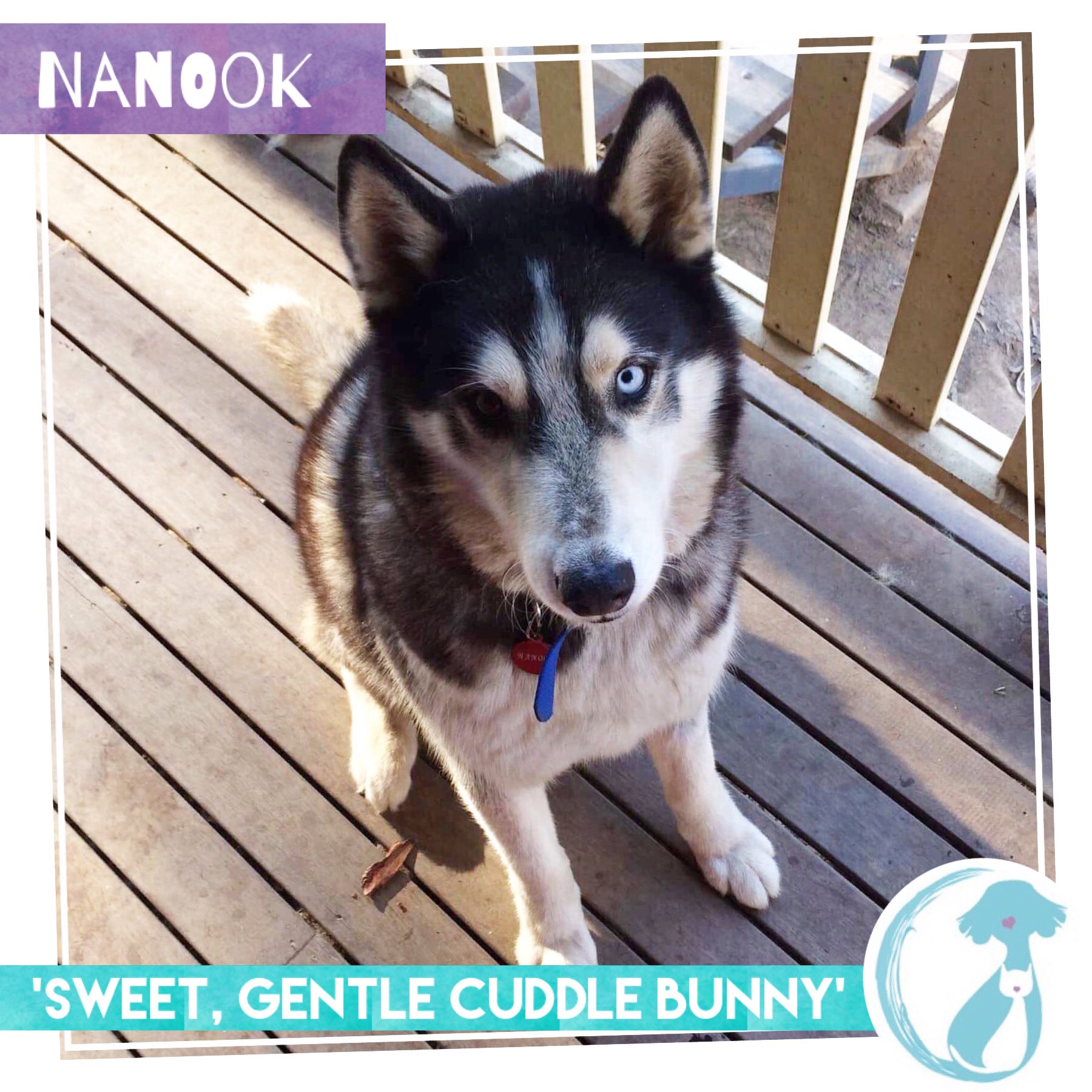 Nanook - Large Male Siberian Husky Dog in QLD - PetRescue