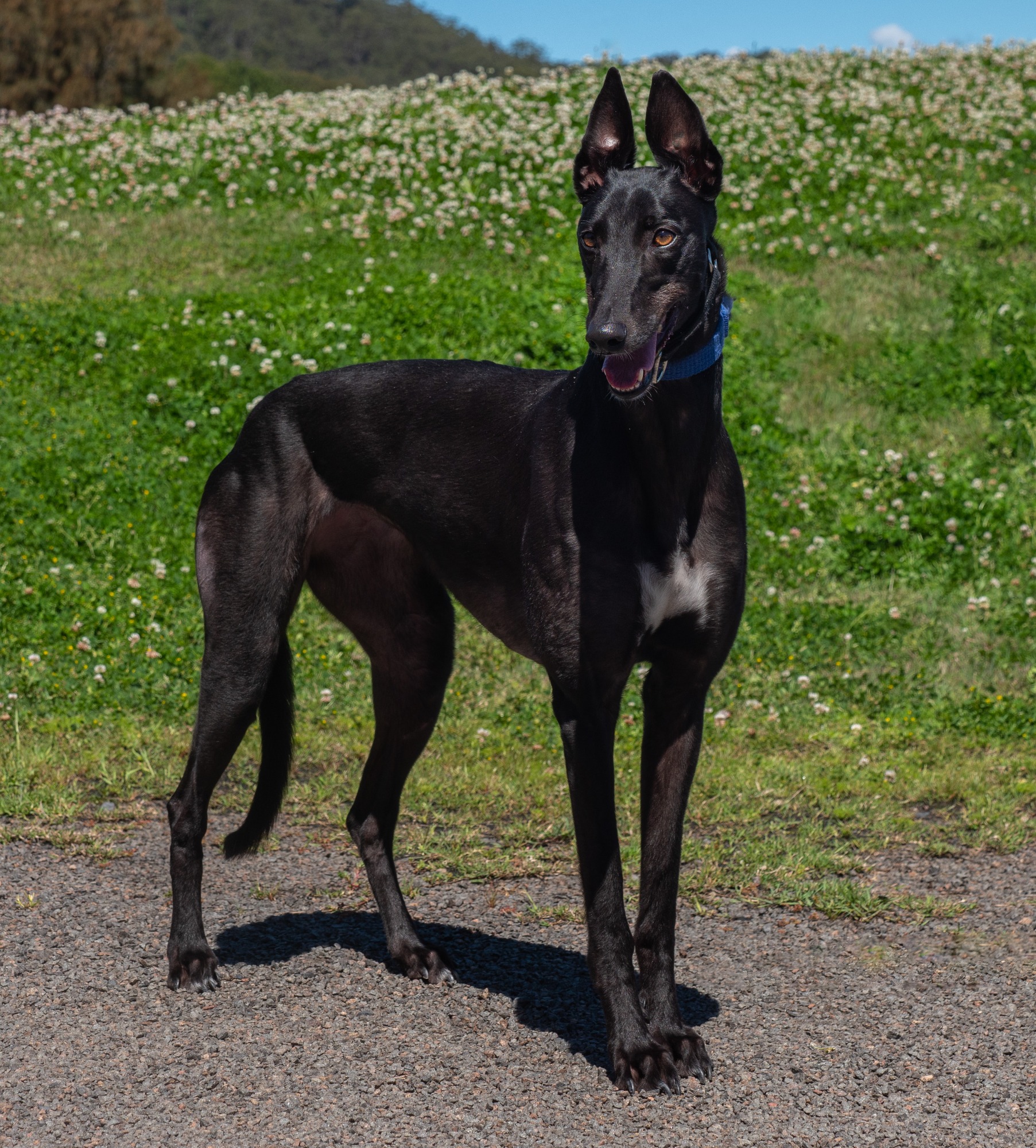 Ellie - Large Female Greyhound Dog in NSW - PetRescue