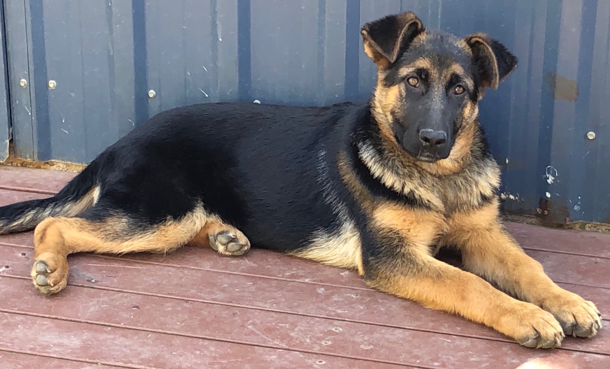 Lane - Medium Female German Shepherd Dog in QLD - PetRescue
