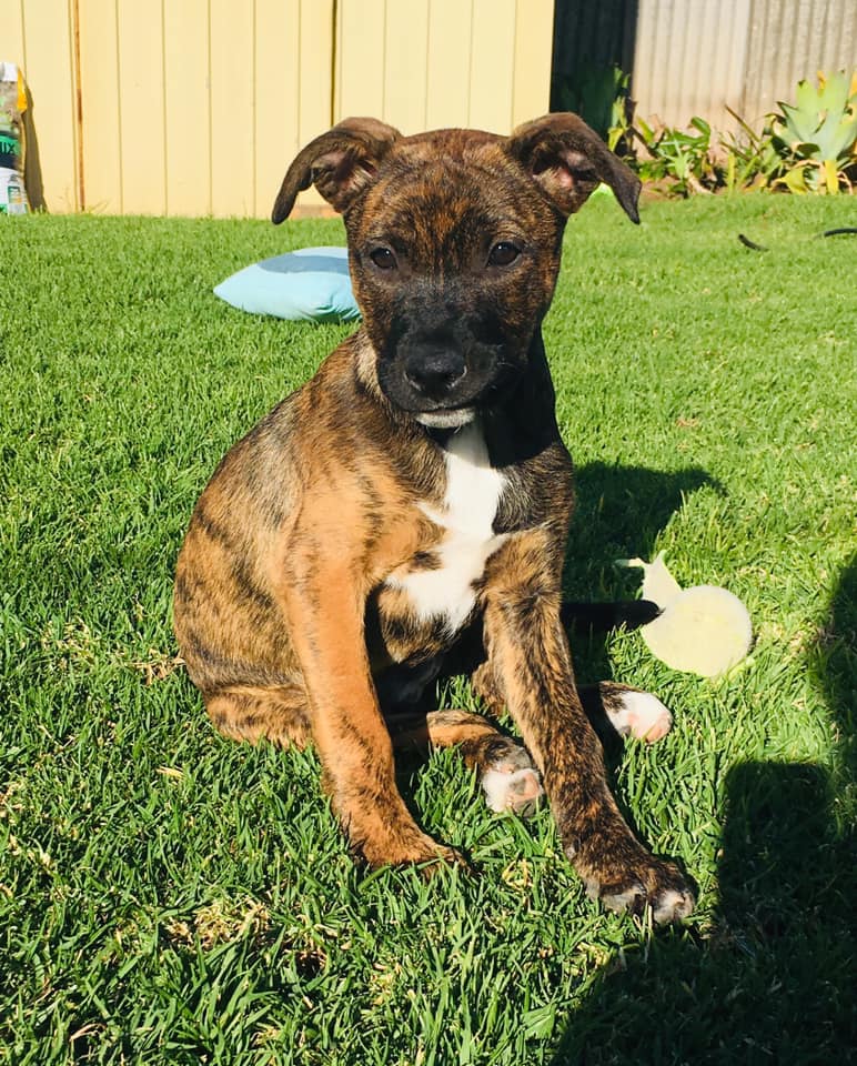 **On Trial** Stella - Medium Female Staffy x Cross breed Dog in SA ...