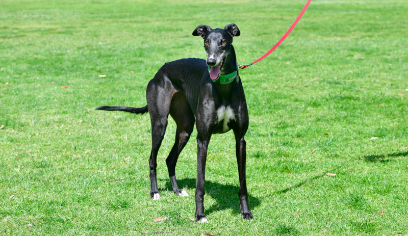 Tia - Large Female Greyhound Dog in NSW - PetRescue