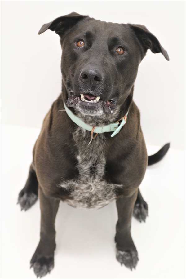 Bella - Large Female Labrador x Blue Heeler Dog in NSW - PetRescue