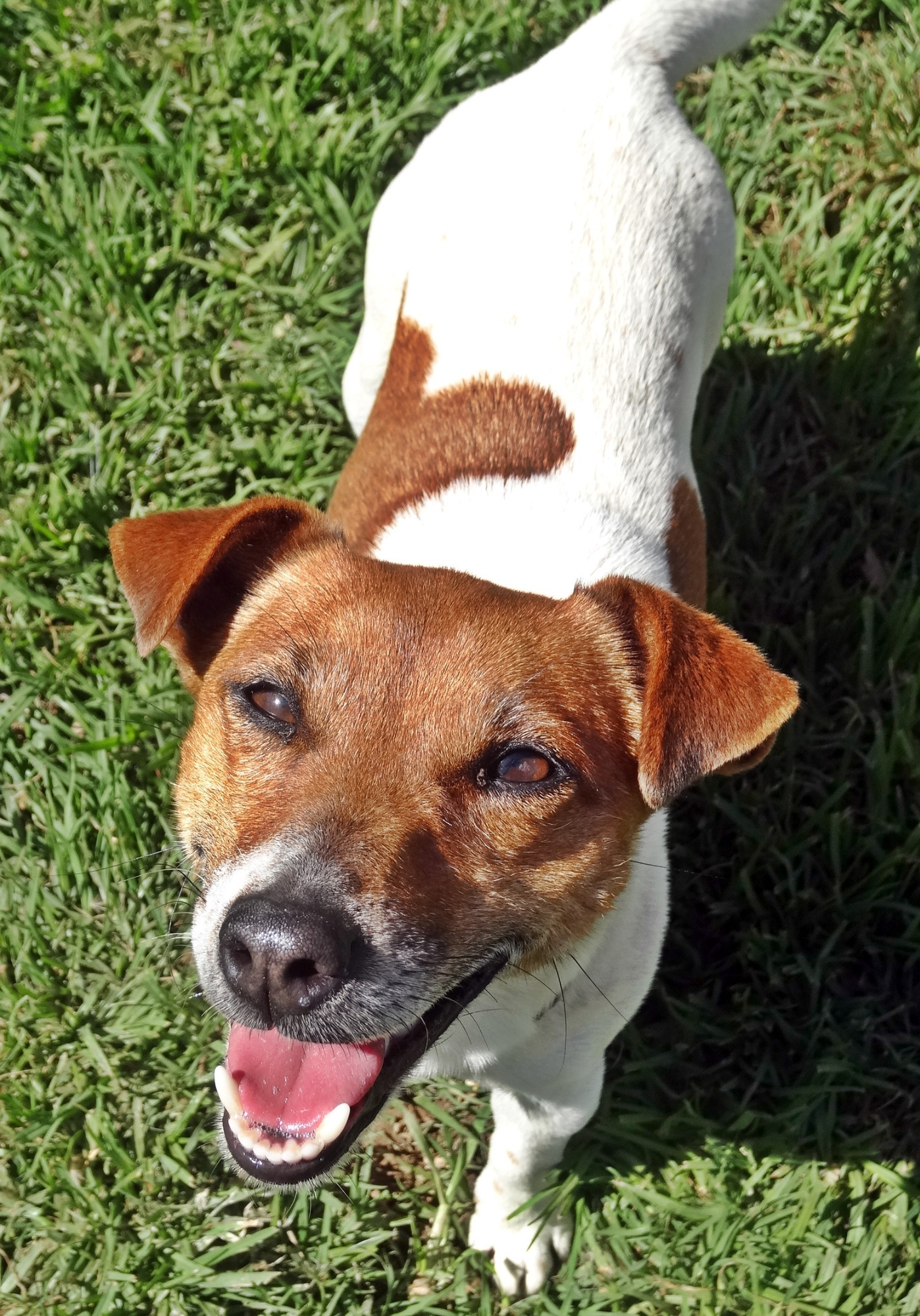 Are Plummer Terrier The Most Intelligent Dogs