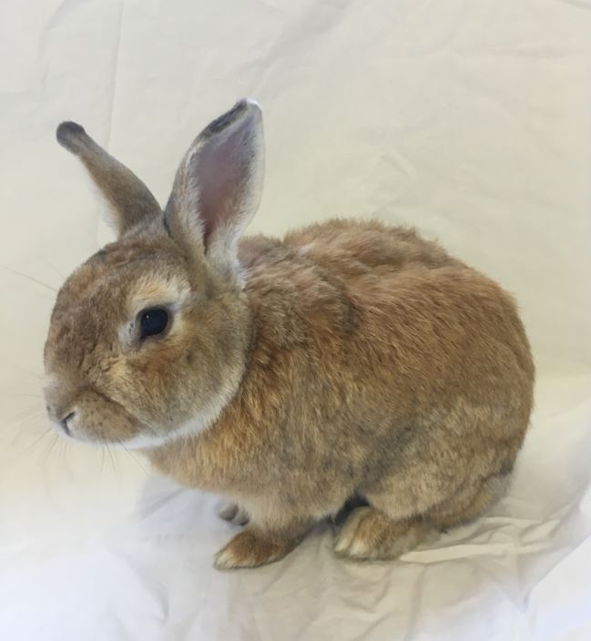 Bunjamin - Male Rex Rabbit in NSW - PetRescue