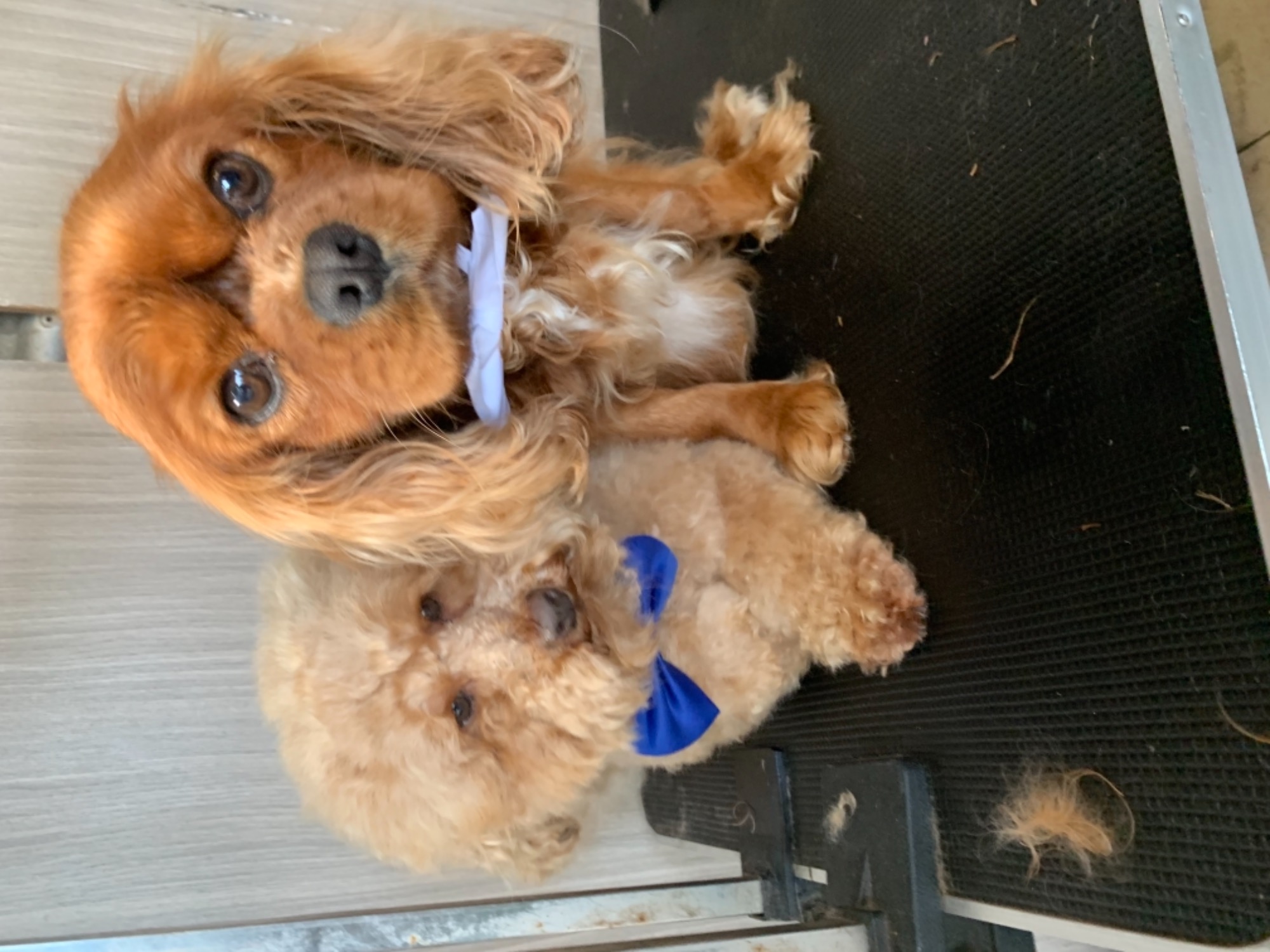 Copper - Small Male Cavalier King Charles Spaniel Dog in NSW - PetRescue