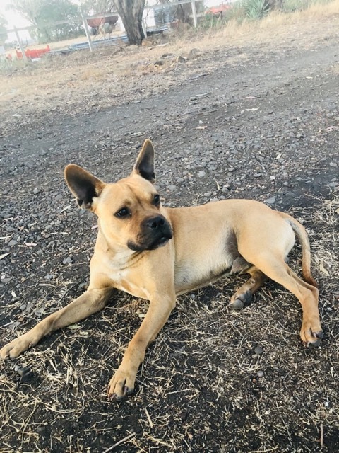 Buff - Medium Male American Staffordshire Terrier Dog in QLD - PetRescue