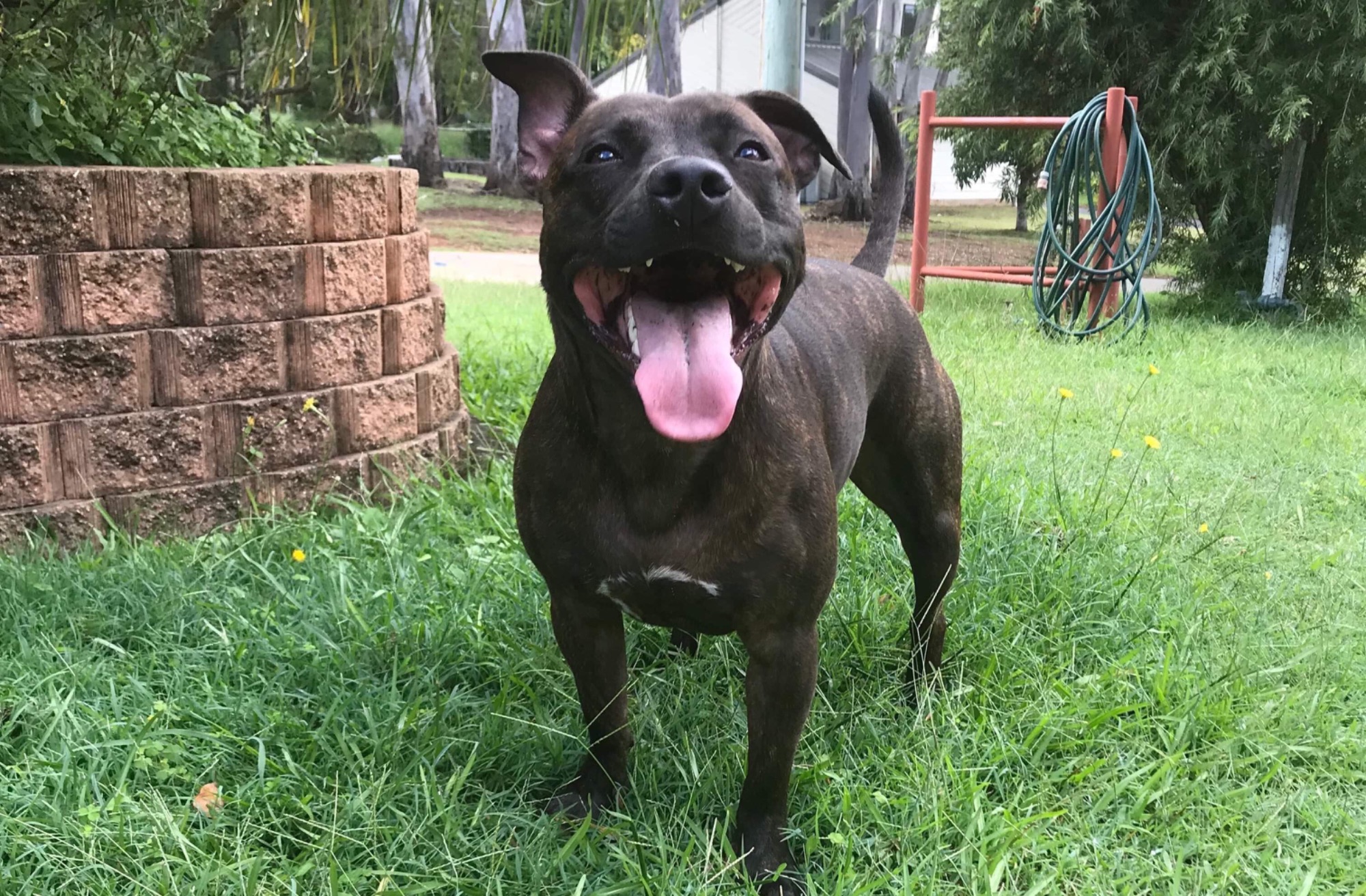 Bella 🔔 - Medium Female Staffy Dog in QLD - PetRescue