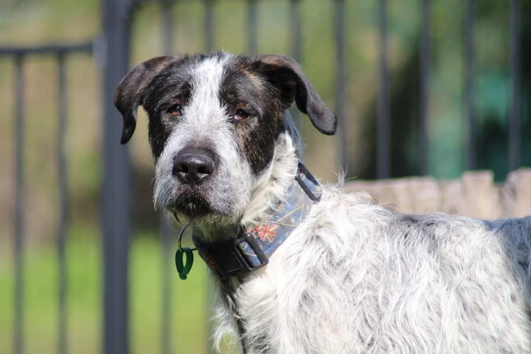 Oreo - Large Male German Shorthaired Pointer x Irish Wolfhound Mix Dog ...