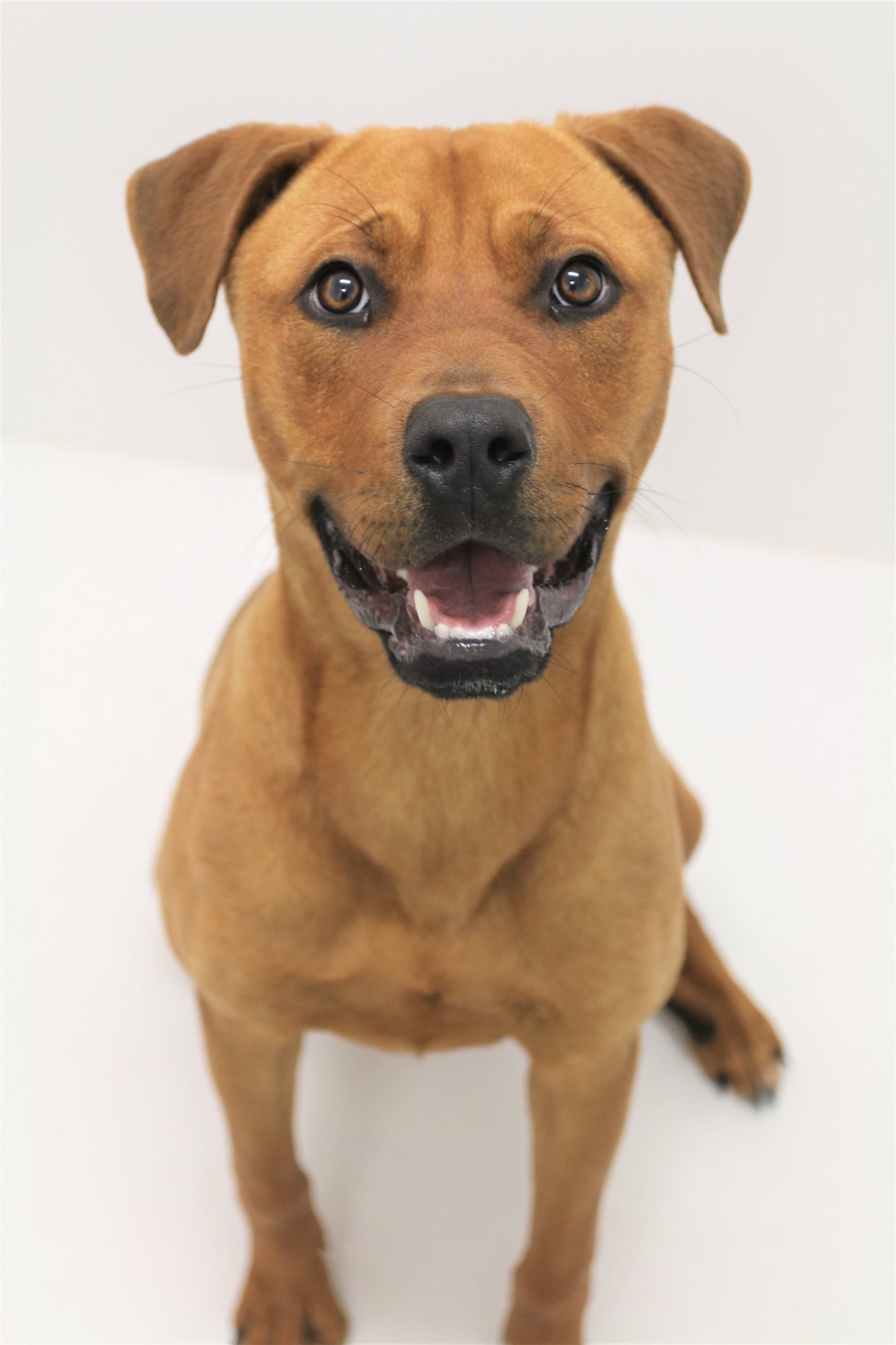 Turbo - Large Male Mastiff x Rottweiler Dog in NSW - PetRescue