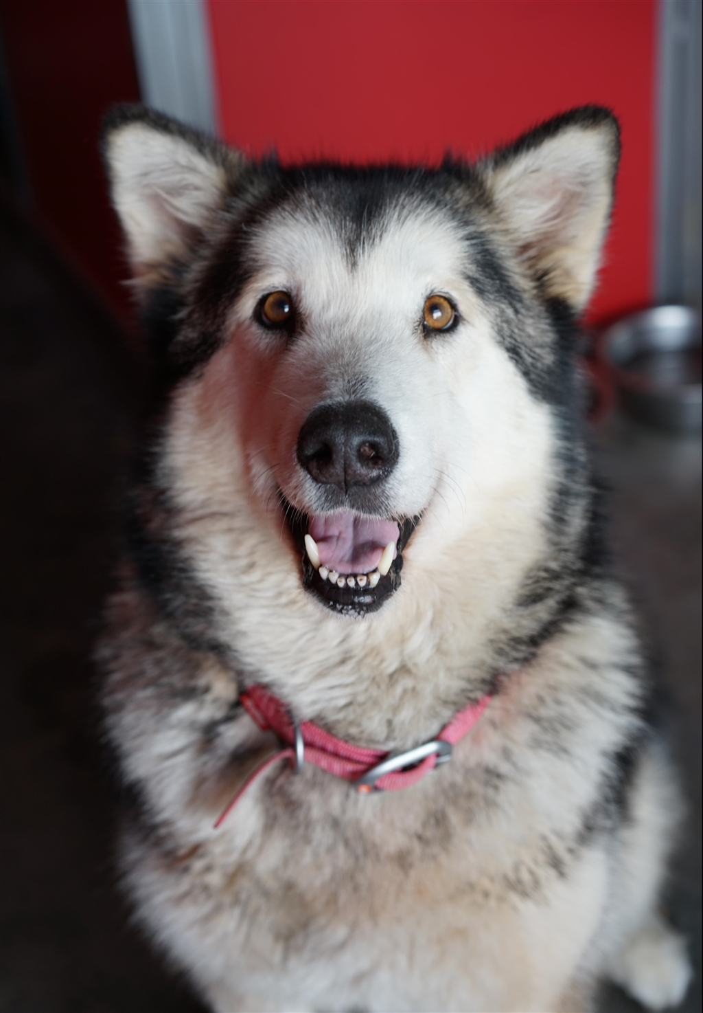 Shirkira - Large Female Alaskan Malamute x Alaskan Husky Mix Dog in QLD ...