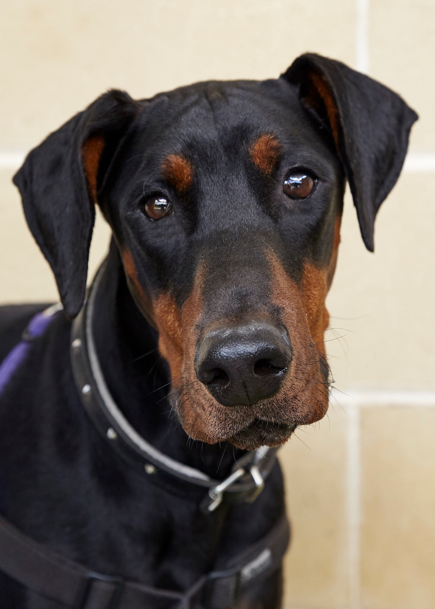 Pasha - Large Male Doberman Dog in NSW - PetRescue